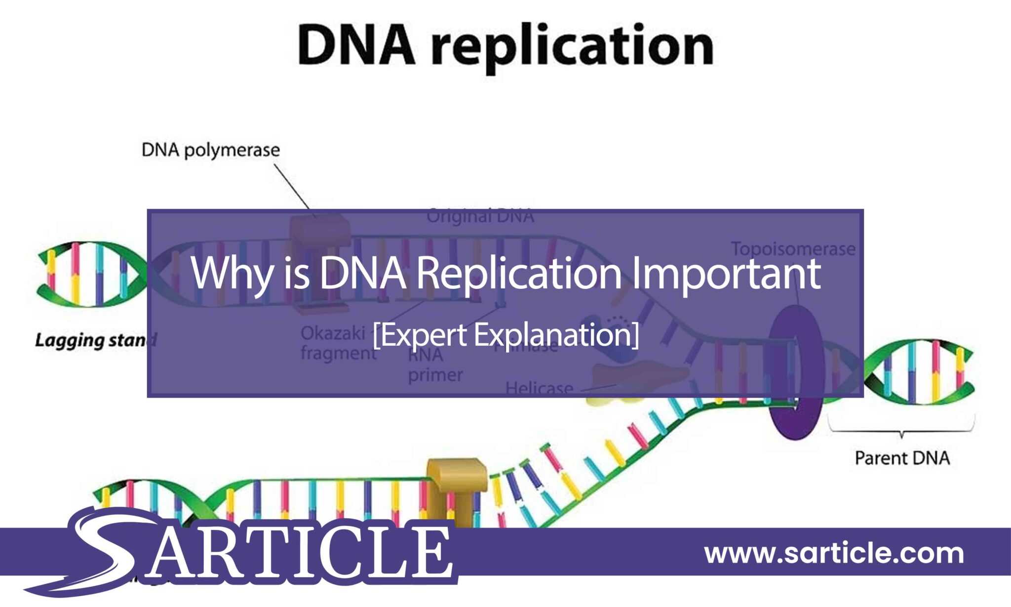 Why is DNA Replication Important [Expert Explanation] | SArticle