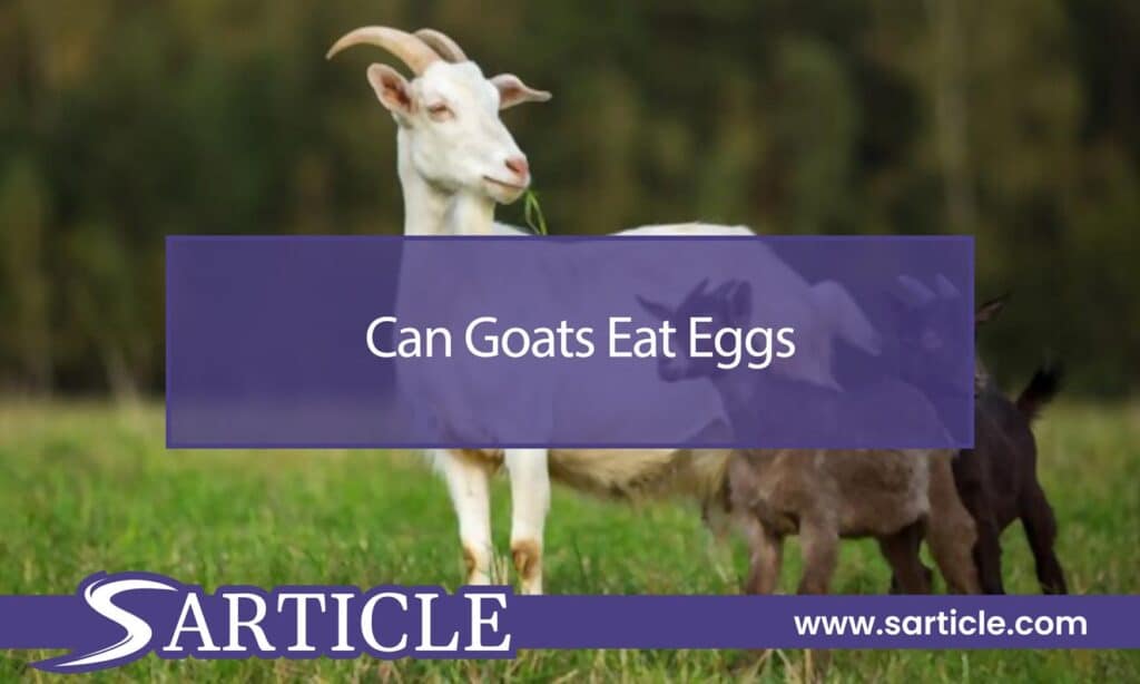 Can Goats Eat Eggs: Exploring the Dietary Habits of Goats