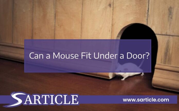 Can a Mouse Fit Under a Door? | SArticle
